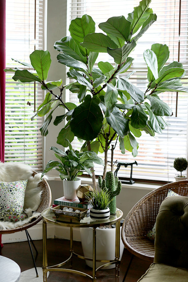 How to Style Your Home with Plants - Swoon Worthy
