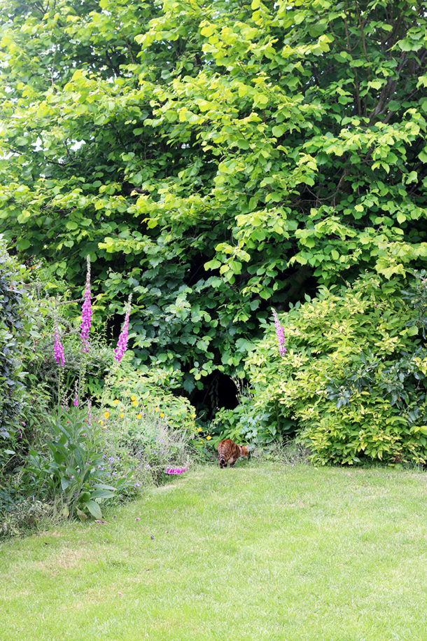 Back Garden: First Look and What We've Done So Far - Swoon Worthy