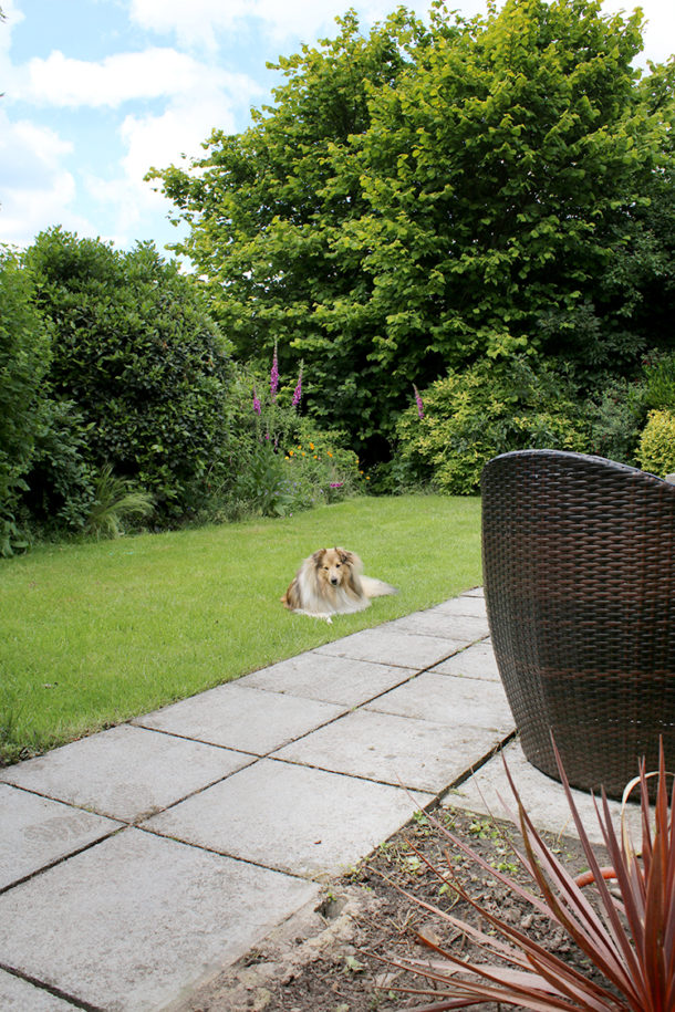 Back Garden: First Look and What We've Done So Far - Swoon Worthy
