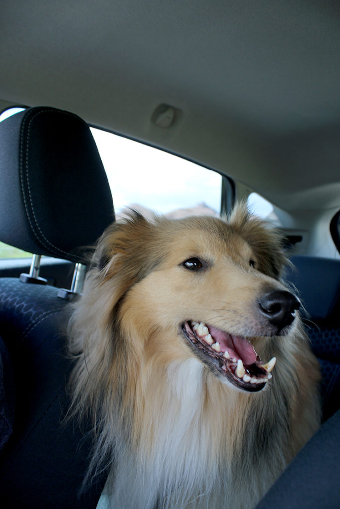 My Outdoor Adventure (by Quito the Sheltie) - Swoon Worthy